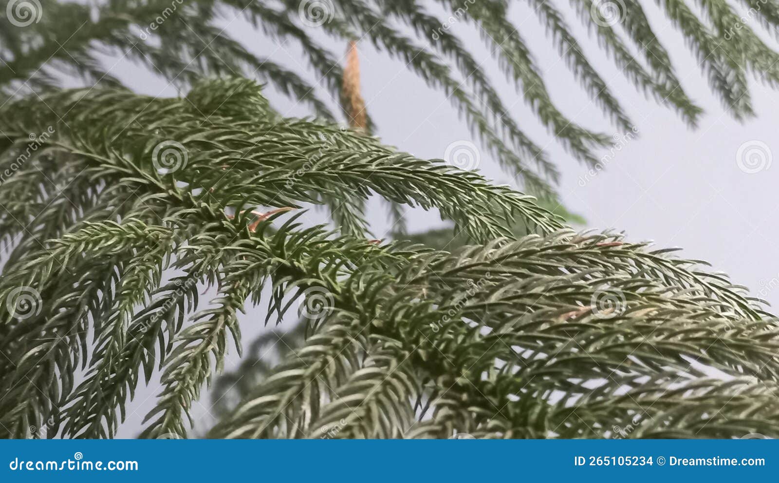 Teak tree leaves focus stock photo. Image of focus, tree - 265105234