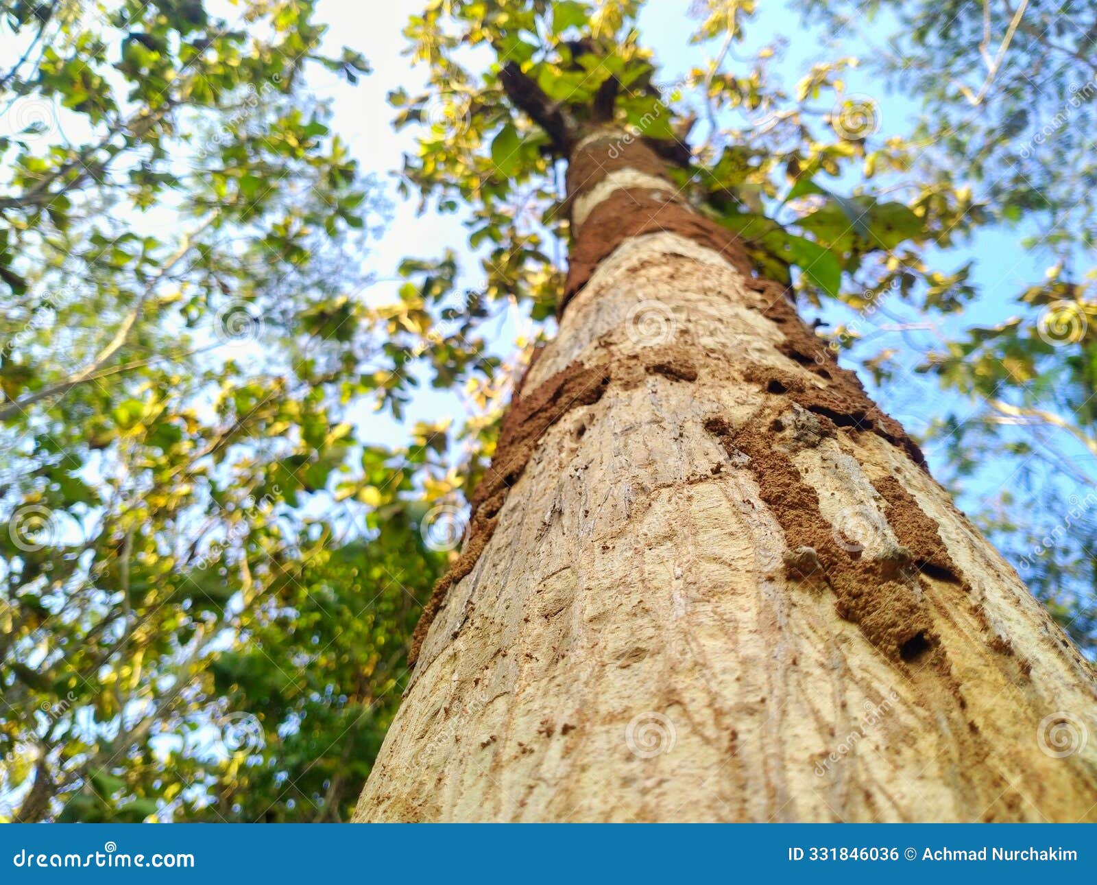 A Teak Tree that Looks Very Beautiful with Nice Colors and a Very ...