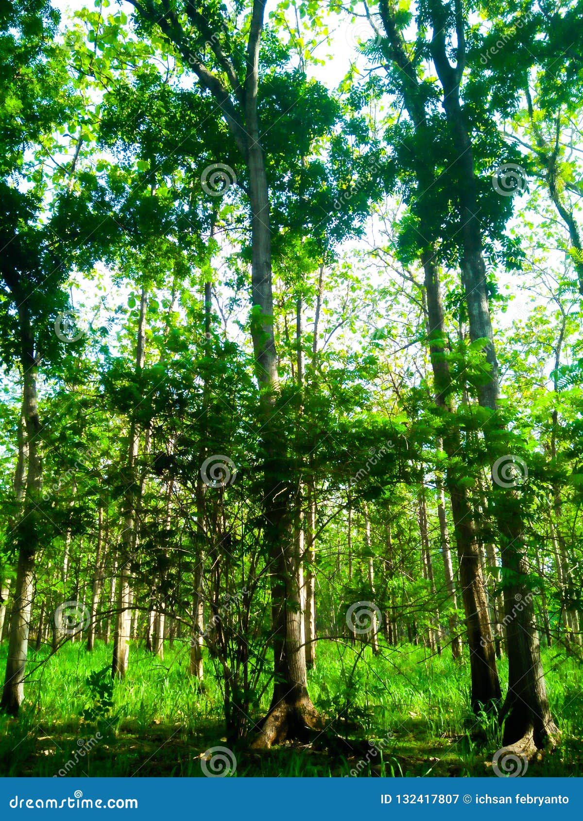 The heterogeneous forest stock image. Image of heterogeneous - 132417807