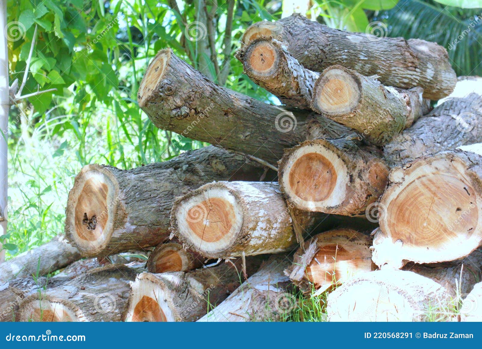 Teak Tree Stock Image | CartoonDealer.com #185866219