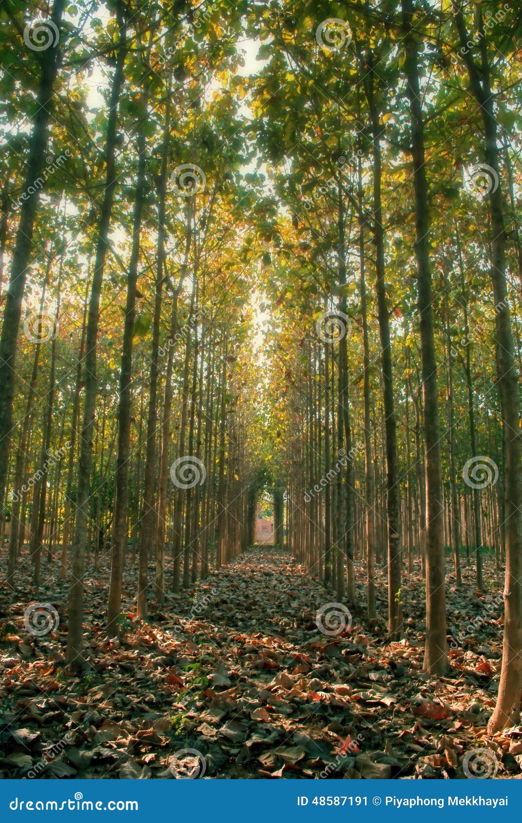 A Plantation Of Teak Tree Tectona Grandis Is A Tropical Hardwood Tree ...