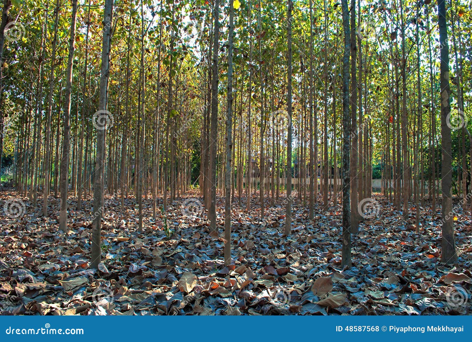 Teak tree stock photo. Image of outdoors, summer, sunny - 48587568