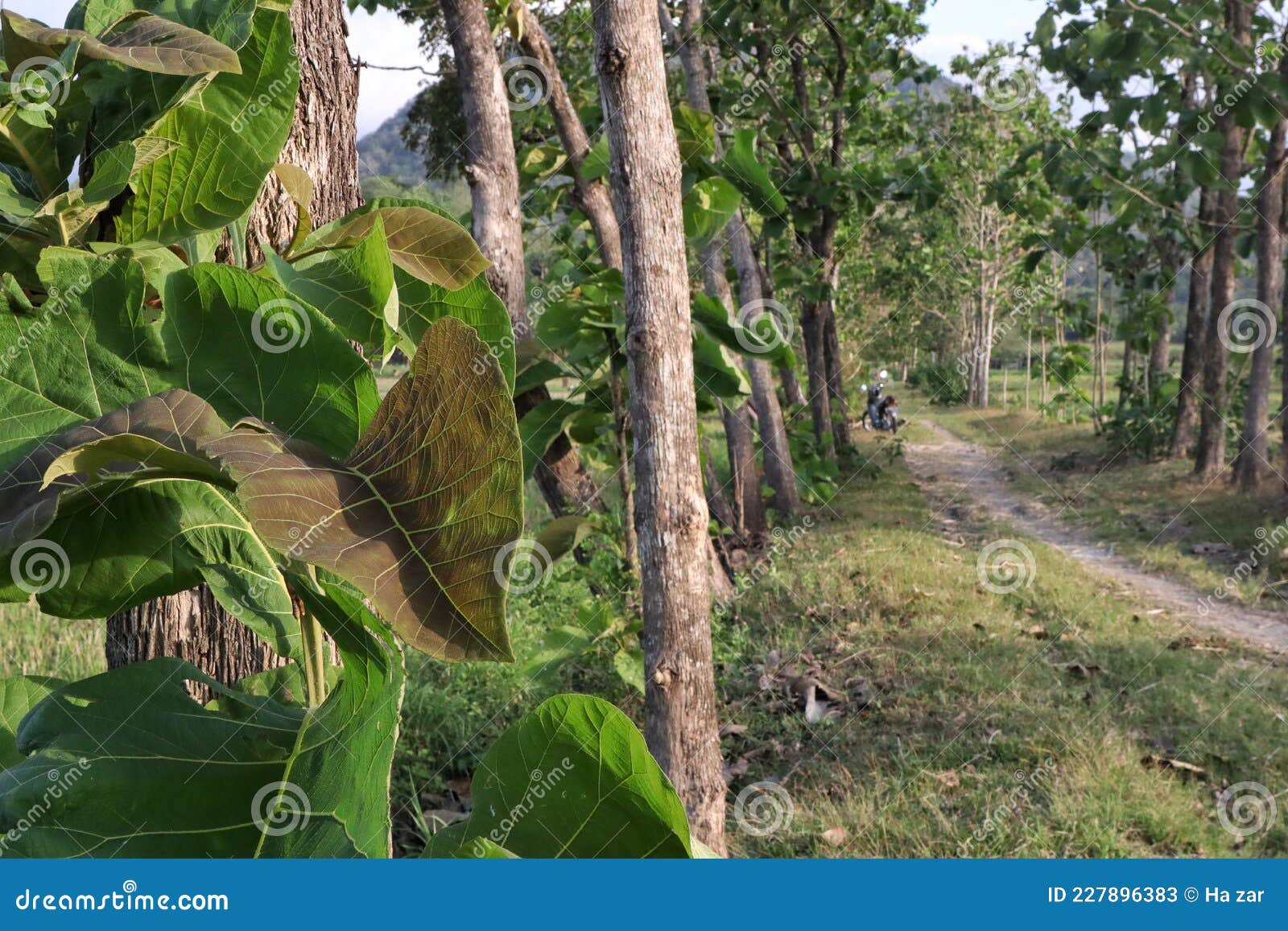 Teak Tree Plantations in Klaten Plantation,Java,Central. Stock Image ...