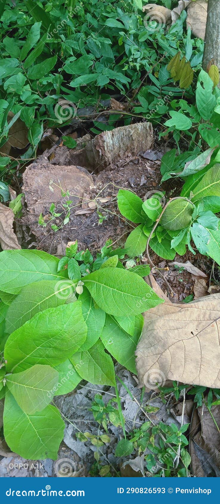 Teak Tree Root stock image. Image of fuull, tree, teak - 290826593