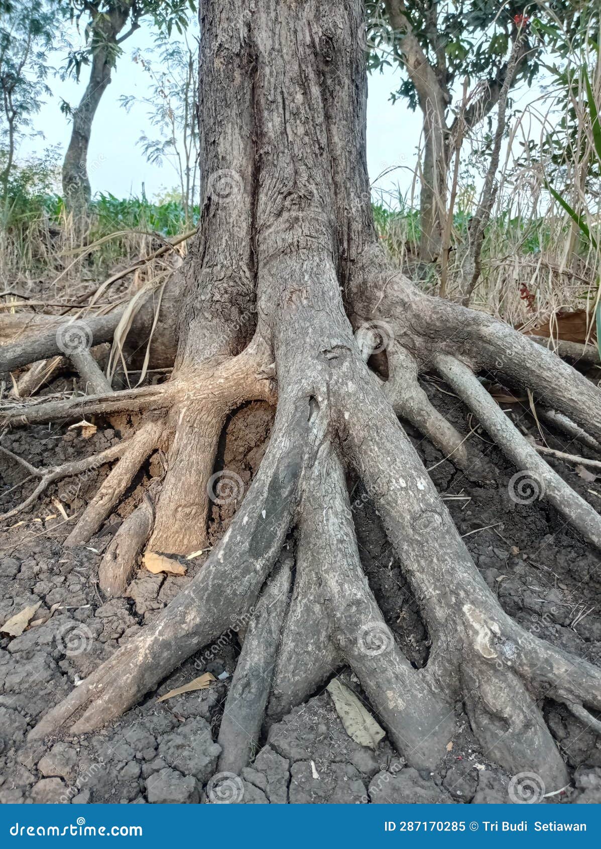Teak Tree Roots that Appear on the Ground Stock Image - Image of teak ...