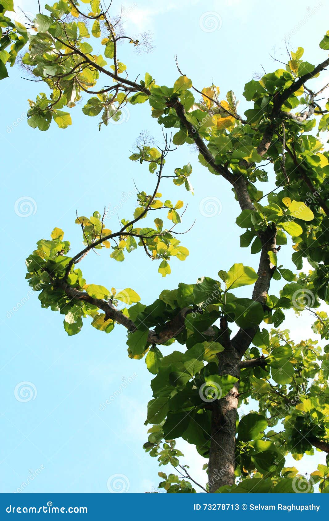 Teak Tree Stock Image | CartoonDealer.com #102540001