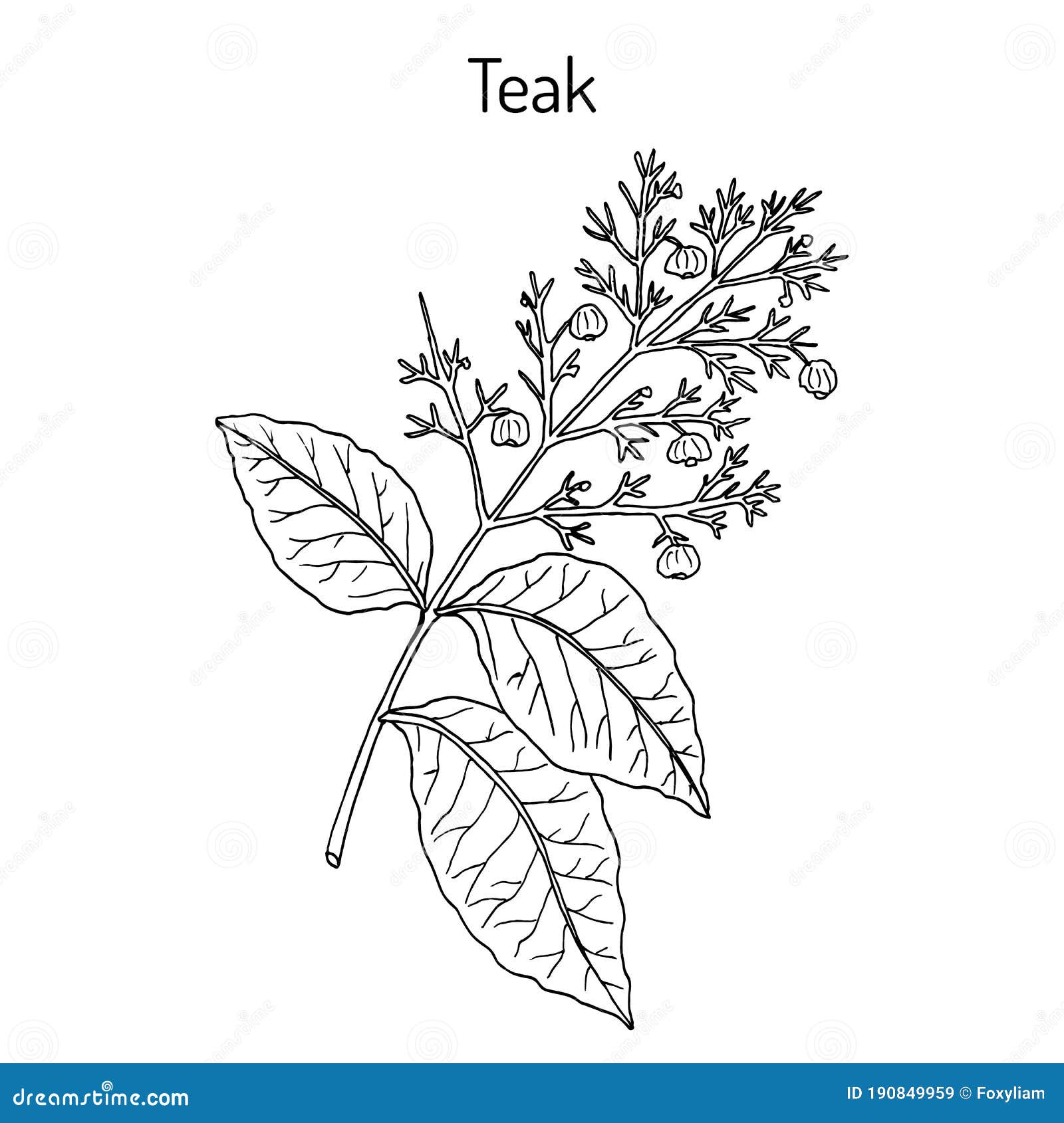 Teak Tree Vector Illustration | CartoonDealer.com #331147345