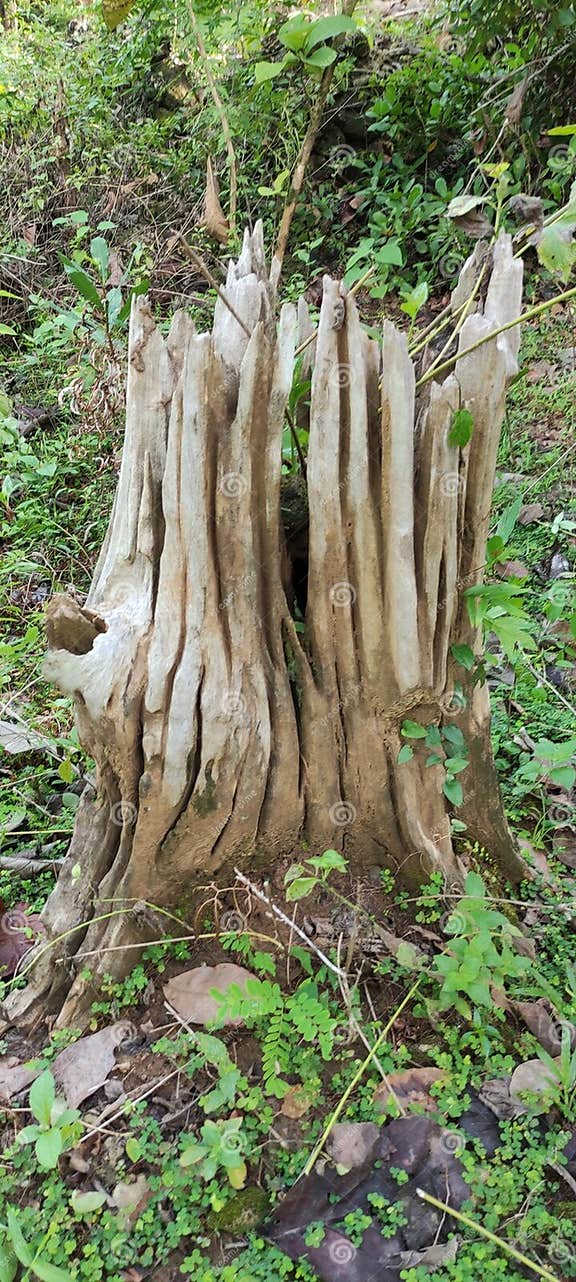 Teak tree trail in jungle stock photo. Image of flower - 283339696