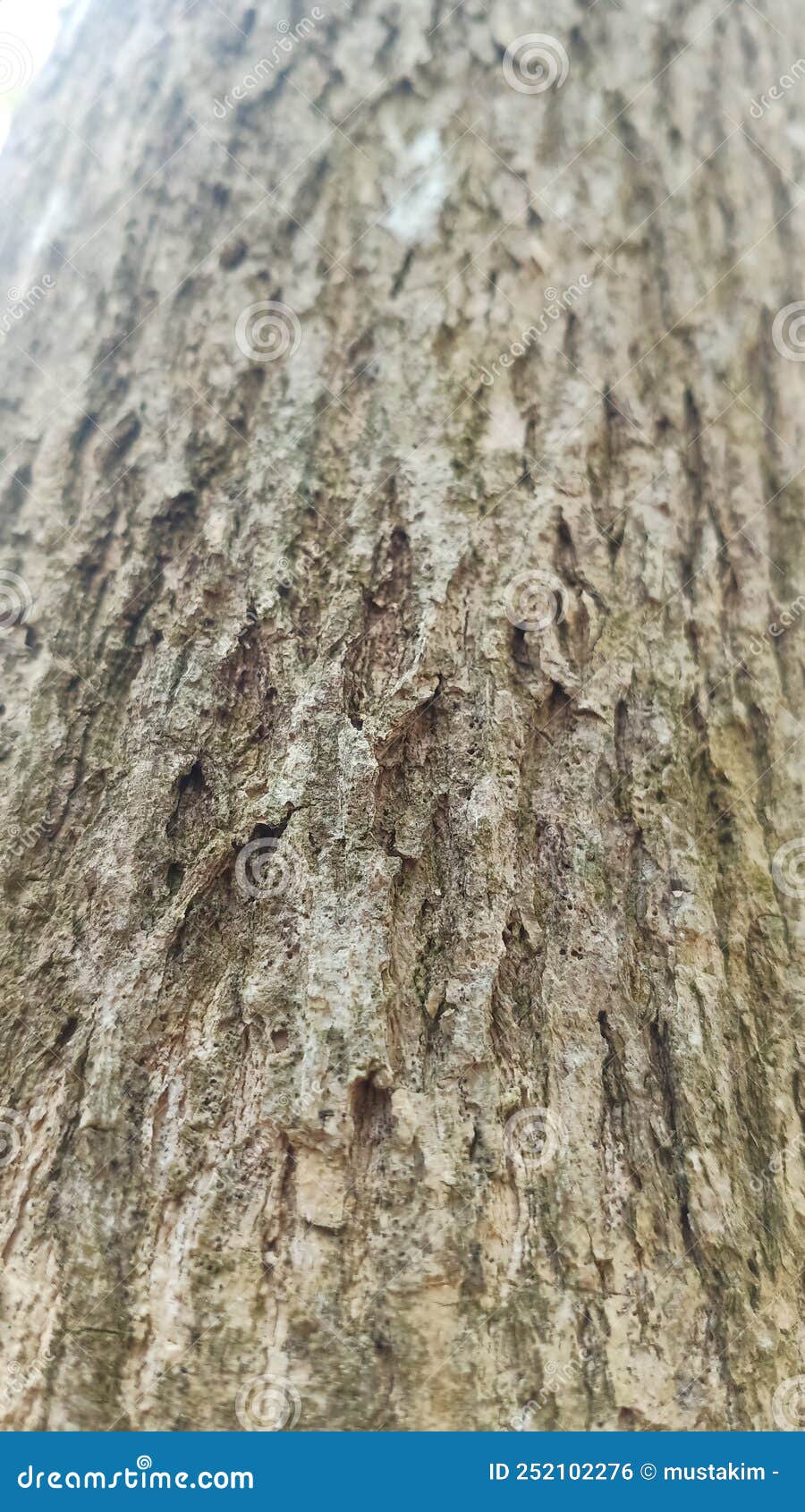 Teak Tree Trunk Texture Close Up Stock Photo - Image of texture, close ...