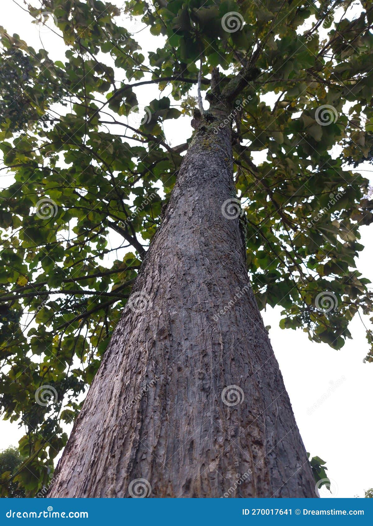 Teak tree stock image. Image of landscape, forest, environment - 270017641