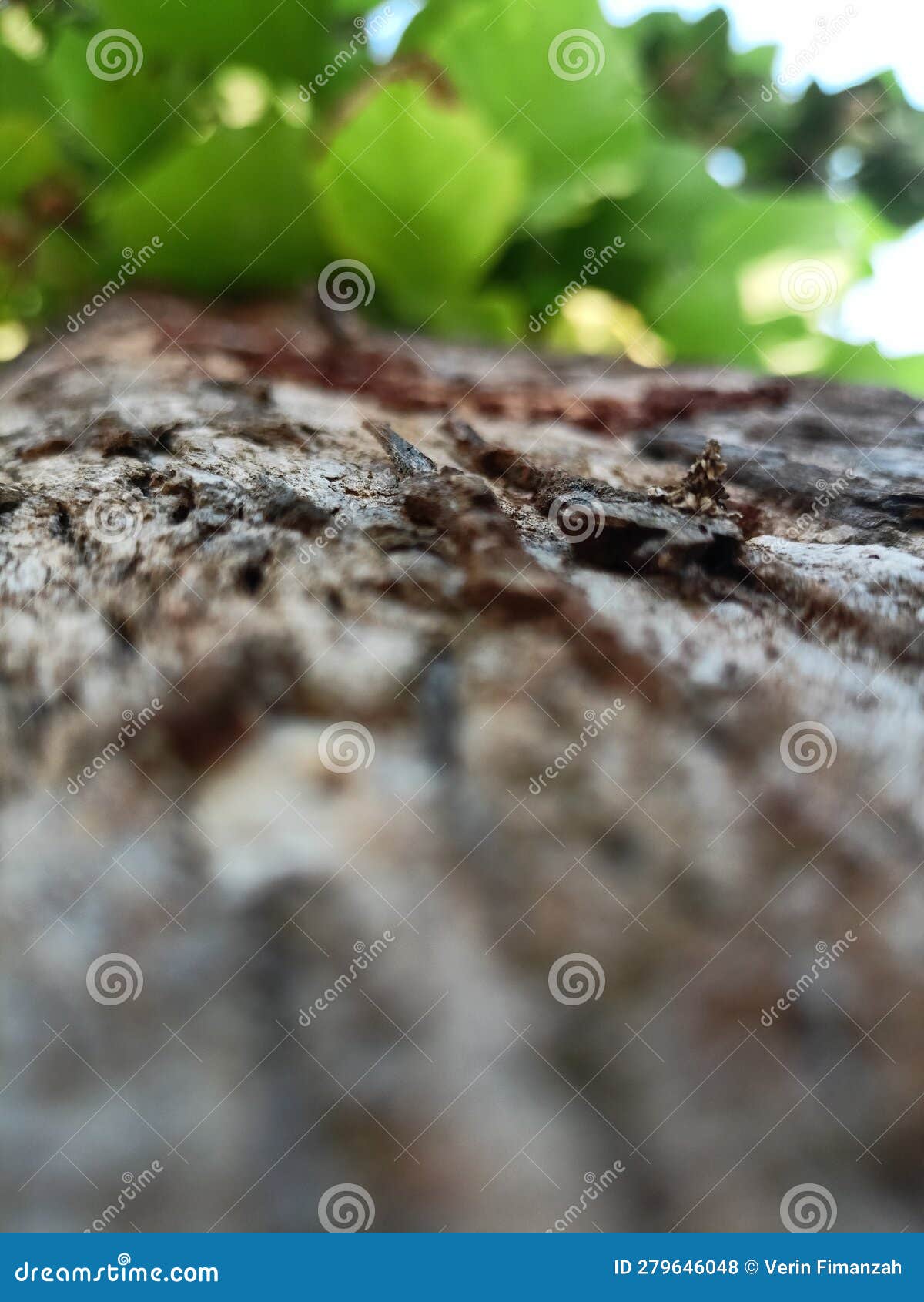 Teak Tree Trunks are Wavy and Black Stock Photo - Image of teak, trunks ...