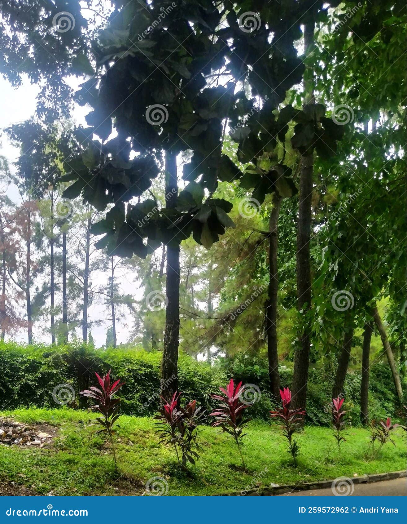 Teak Tree. Vinus, Hanjuang Ornamental Plan Stock Photo - Image of ...