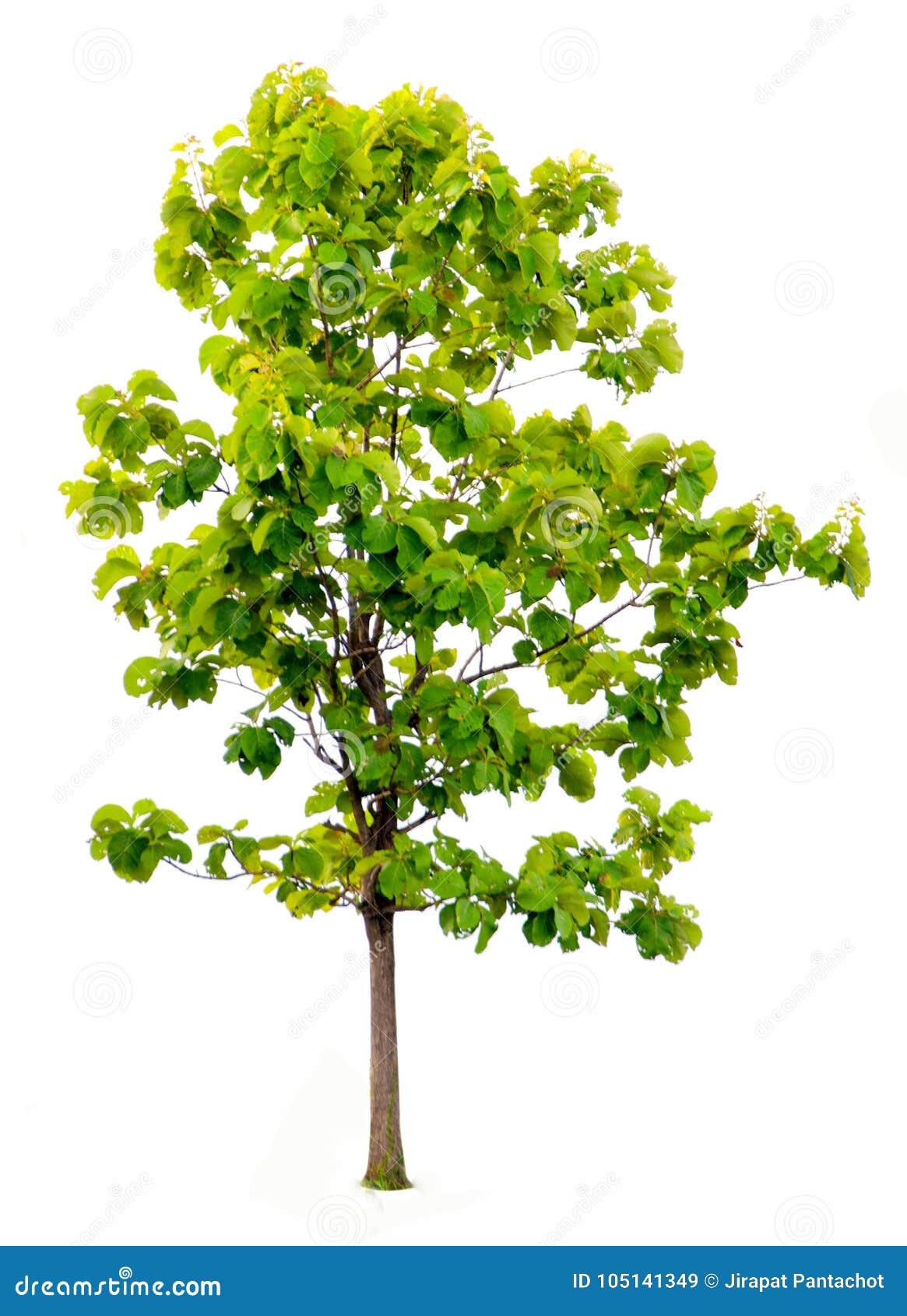 About Teak Tree