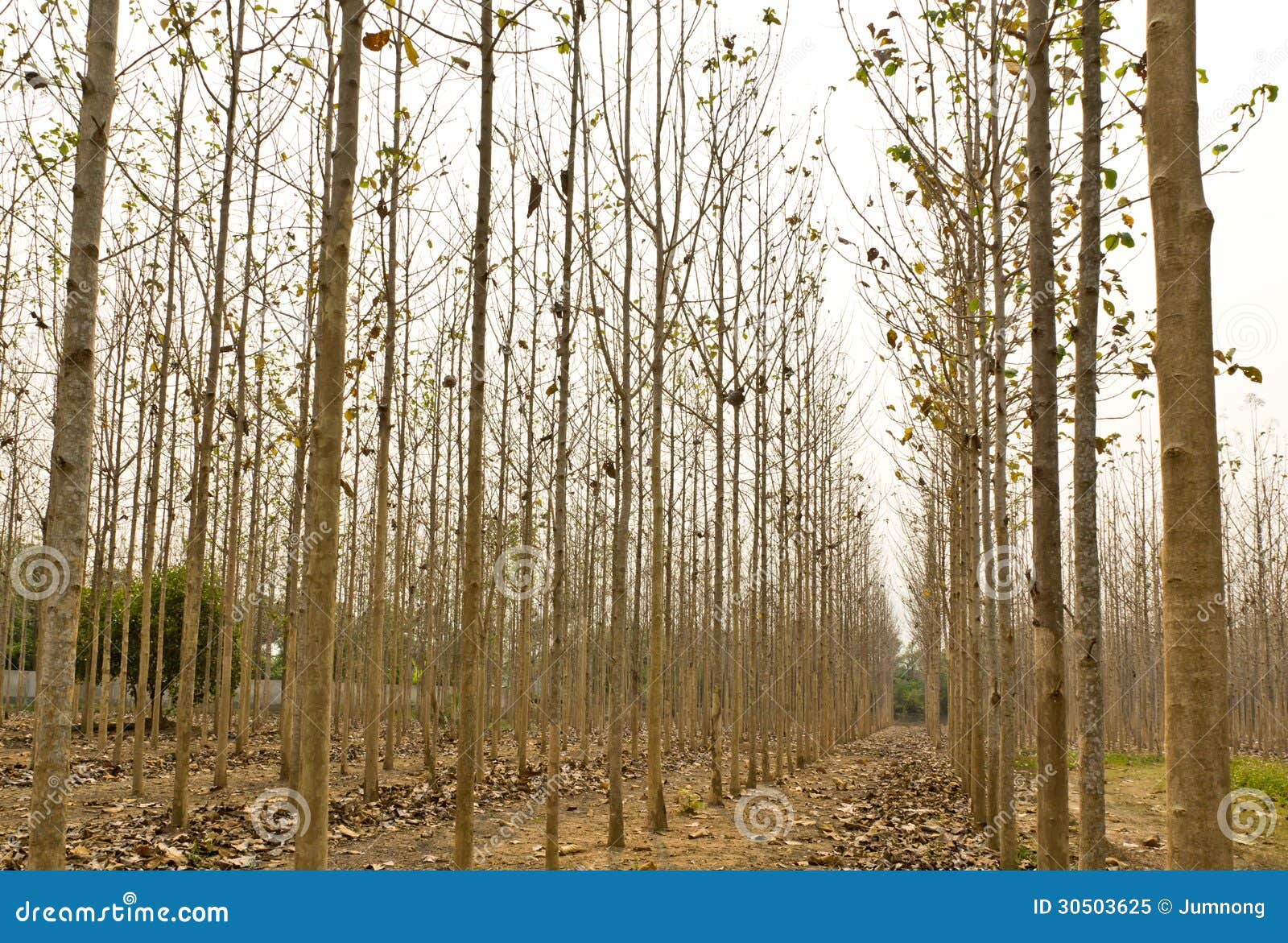 Teak Trees in an Agricultural Forest, North of Thailand Stock Image ...