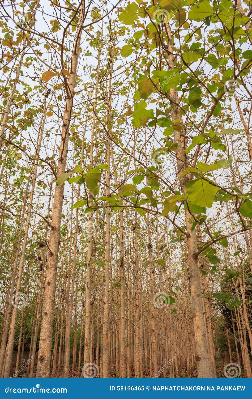 Teak Trees in an Agricultural Forest Stock Image - Image of landscape ...