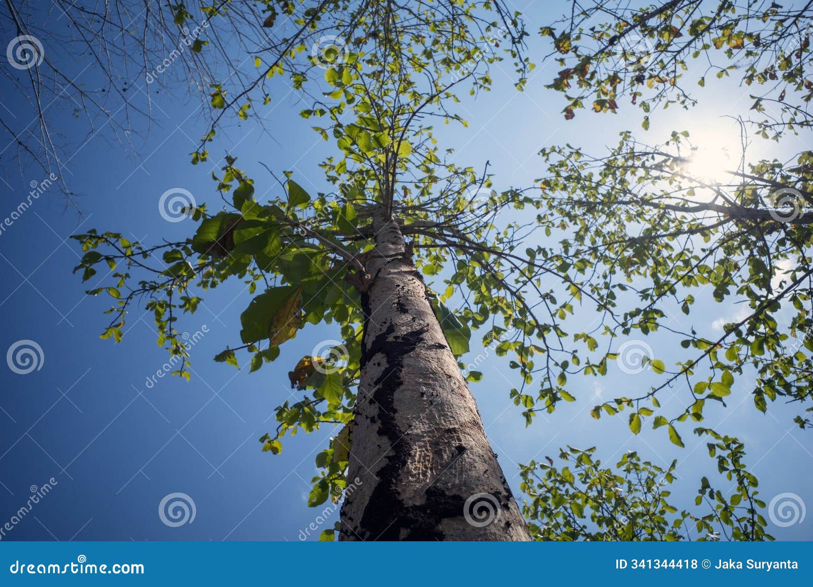 Teak Trees Canopy in the Forest with Clear Blue Sky Background Stock ...