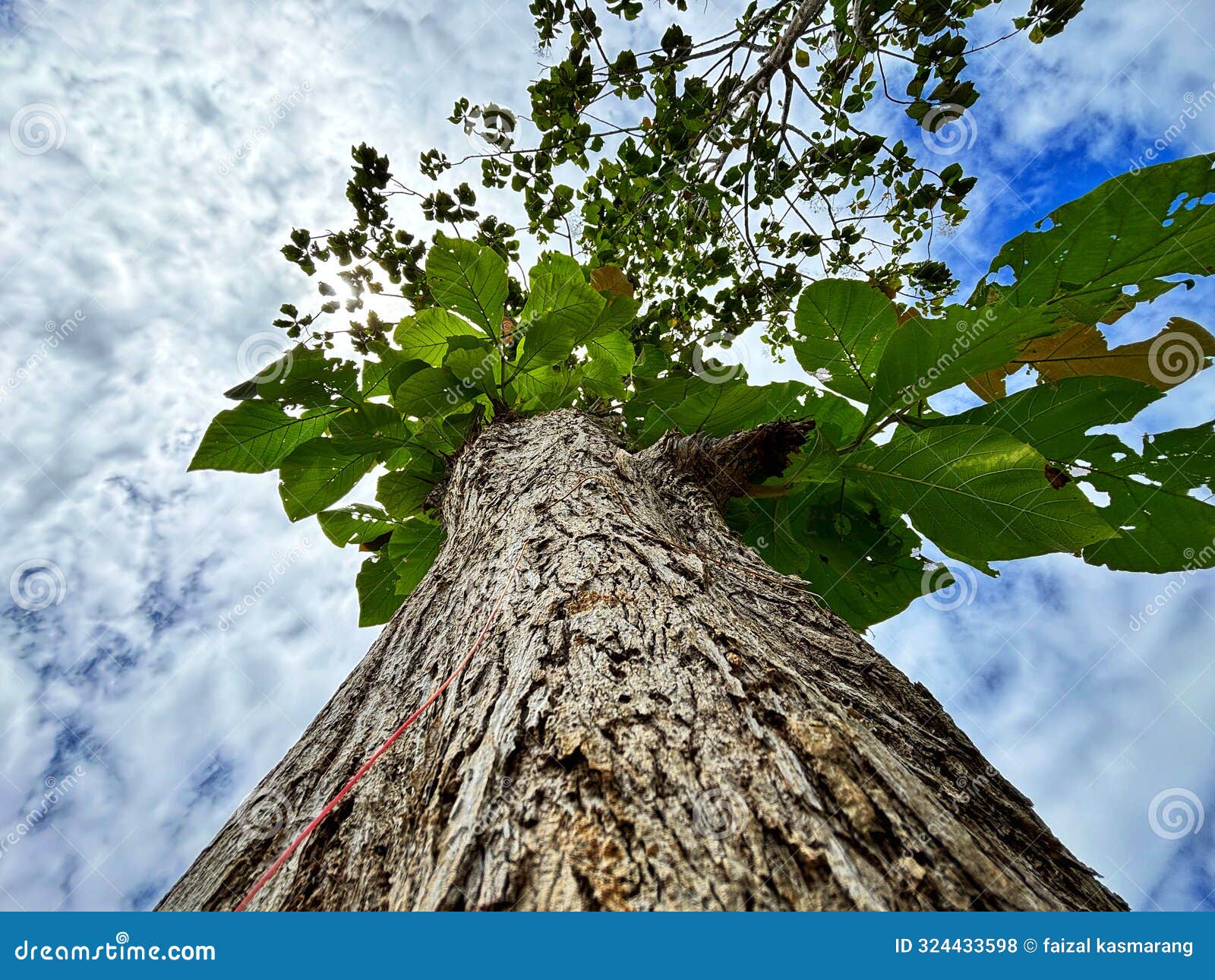 Teak tree stock photo. Image of foliage, leaf, growth - 324433598
