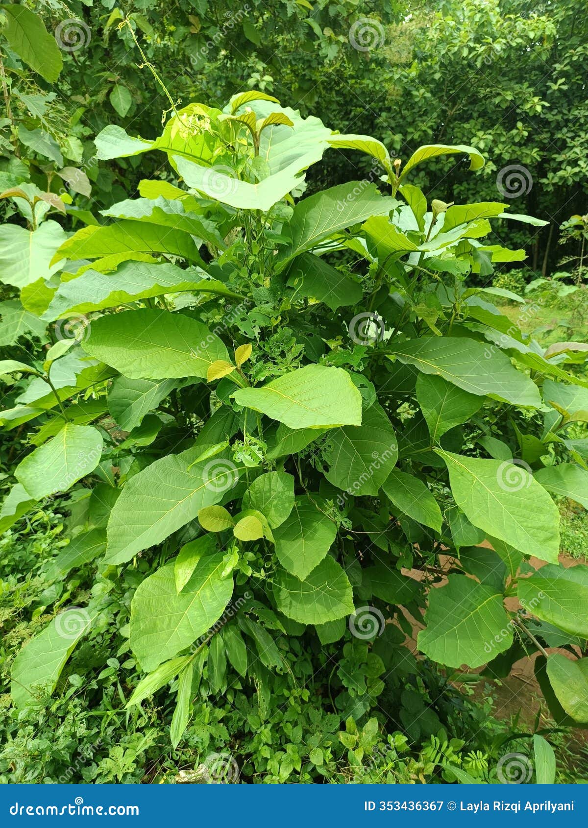 Teak Trees Plantations Stock Image | CartoonDealer.com #148457713