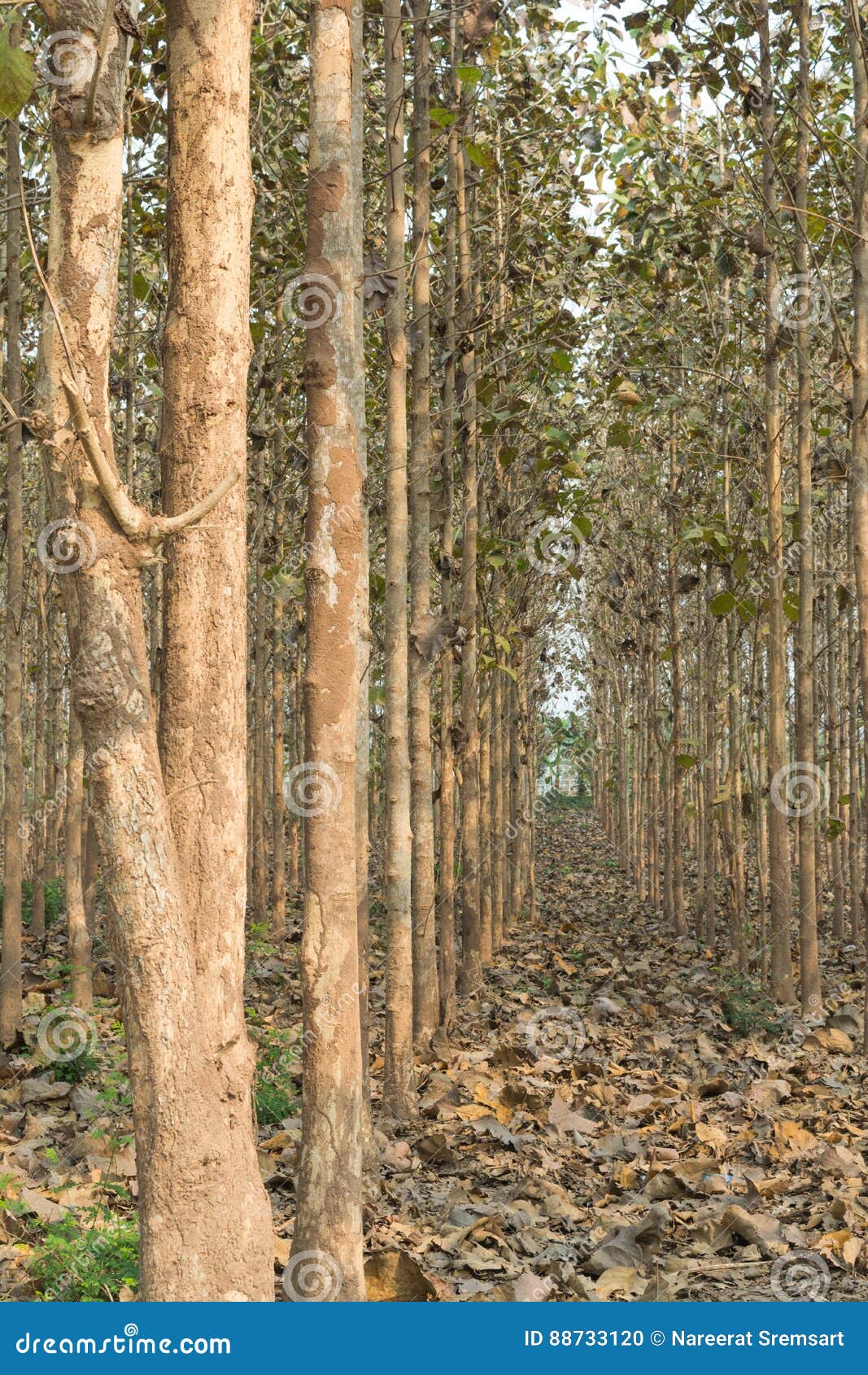 Teak trees stock photo. Image of plant, grass, spring - 88733120