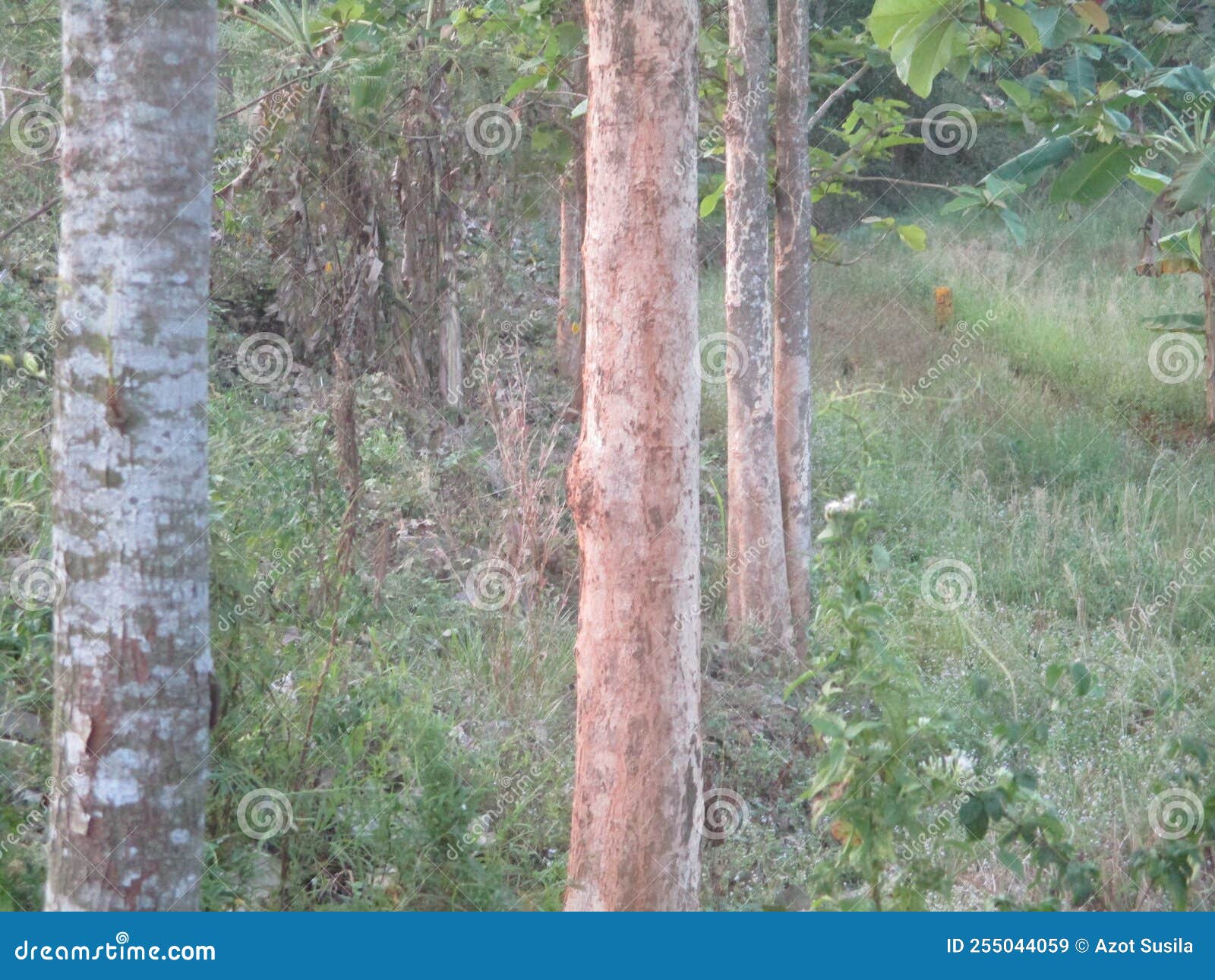 Teak trees lined up stock image. Image of trees, jungle - 255044059