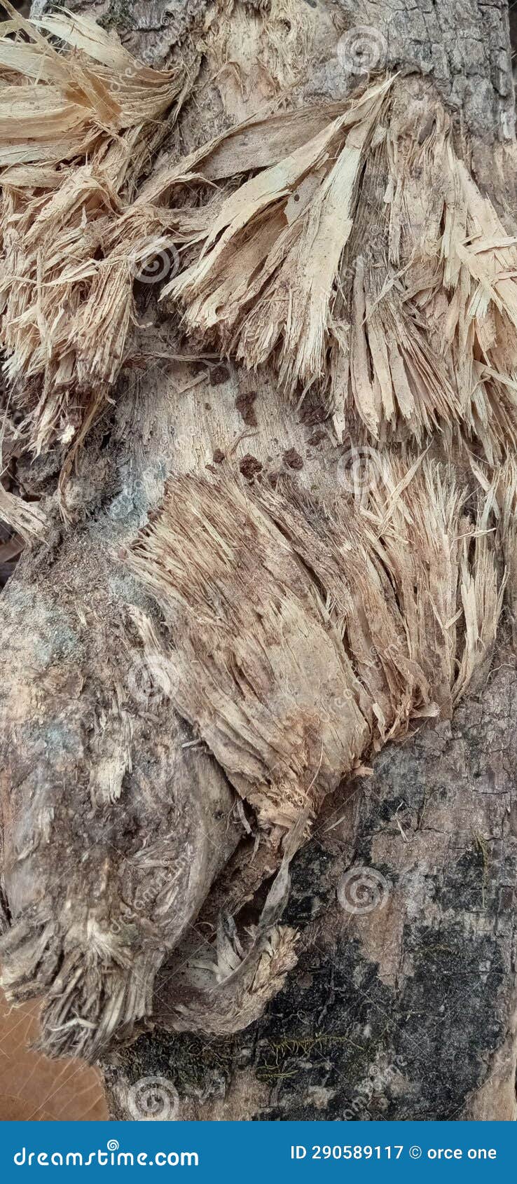 Teak Trees Peeling Due To Impact Stock Image - Image of trees, teak ...