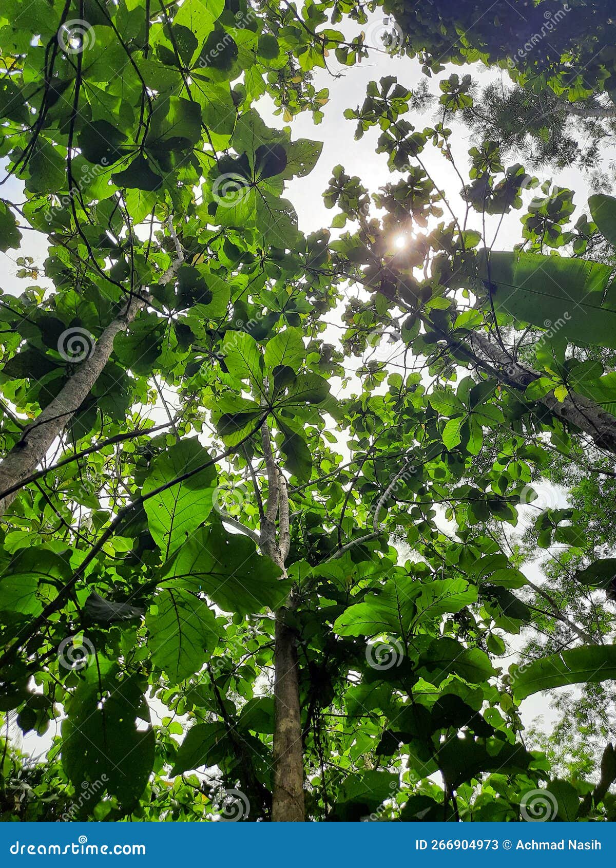 Teak Trees in the Summer Season with Sunlight Passthrough Stock Image ...