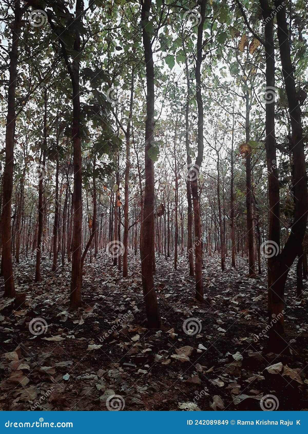 Teak Trees or Tectona Grandis Stock Image - Image of nature, deciduous ...
