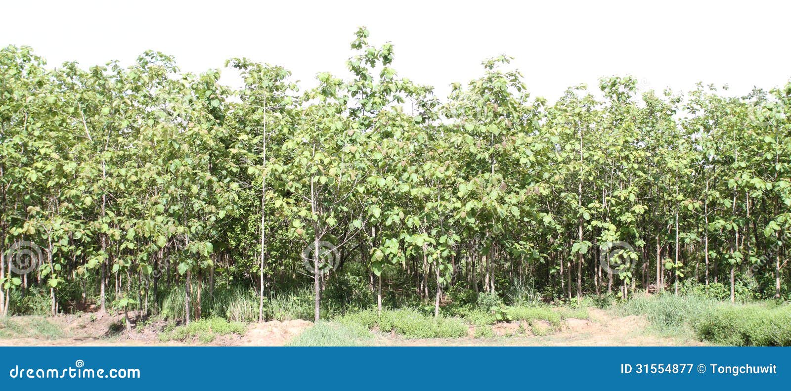 Teak trees stock image. Image of season, teak, country - 31554877