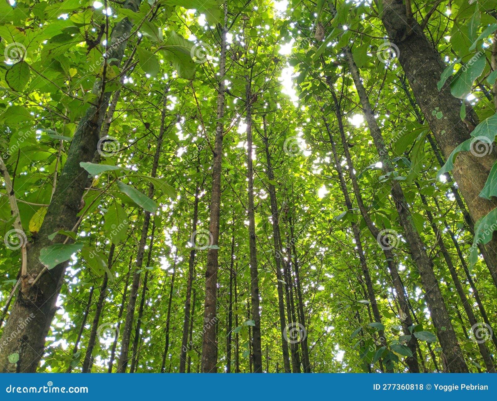 Teak Trees in Tropical Forest Stock Photo - Image of forest, green ... Teak Trees in Tropical Forest Stock Photo - Image of forest, green ...