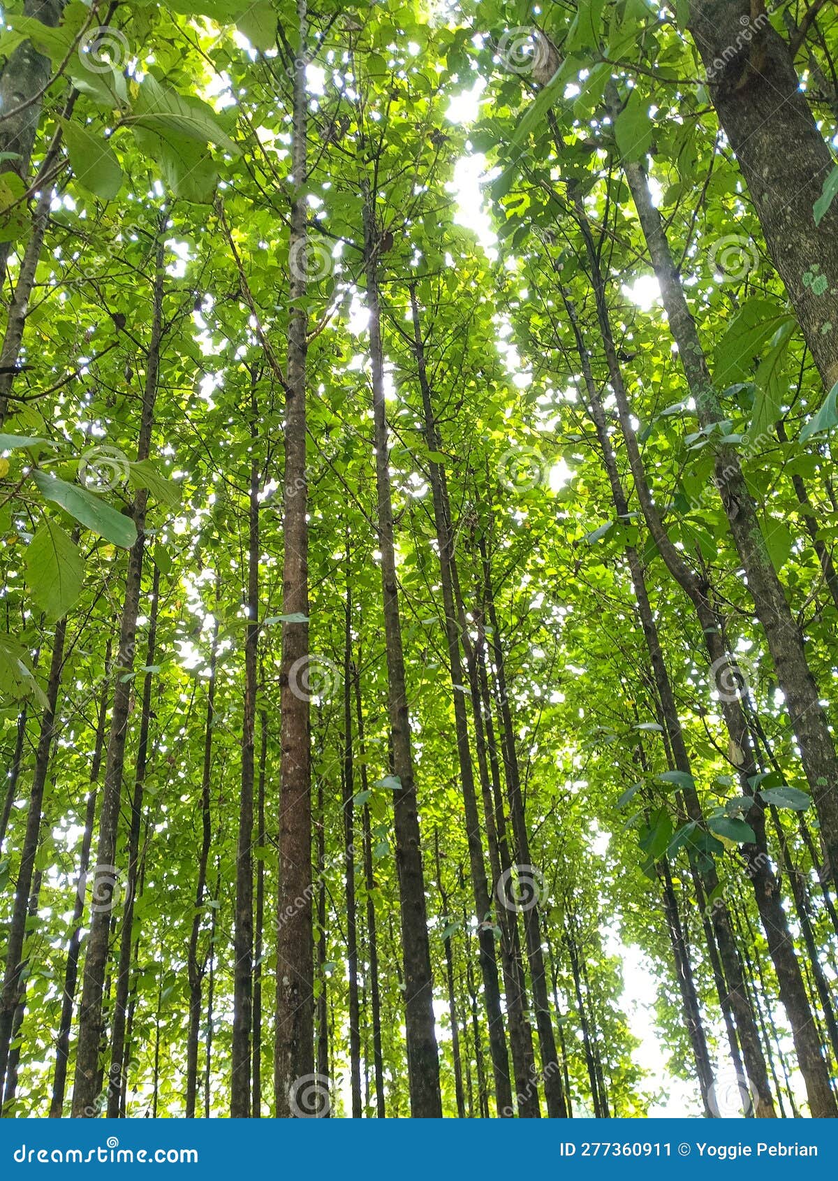 Teak Trees in Tropical Forest Stock Image - Image of green, tropical ... Teak Trees in Tropical Forest Stock Image - Image of green, tropical ...