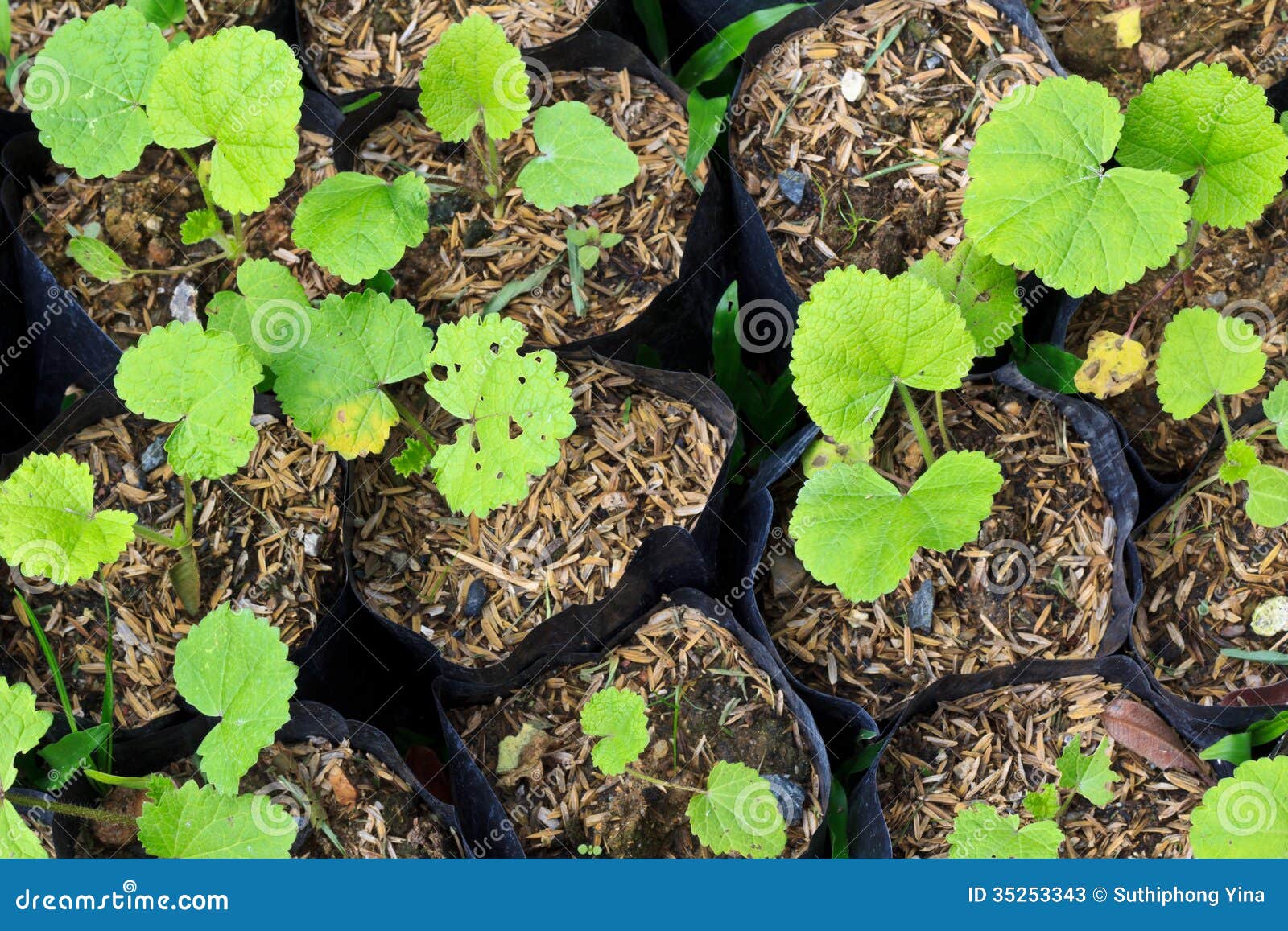 Teak trees stock image. Image of earth, botany, farming - 35253343
