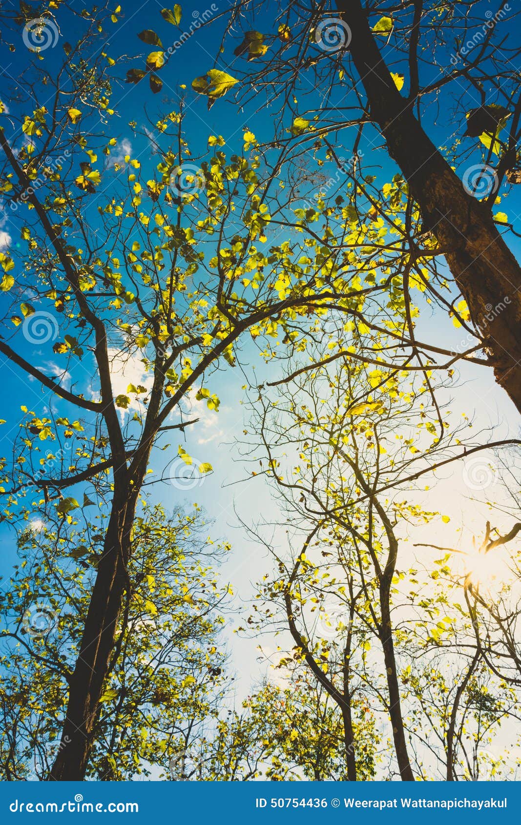 Teak treetop stock photo. Image of high, tropical, woods - 50754436