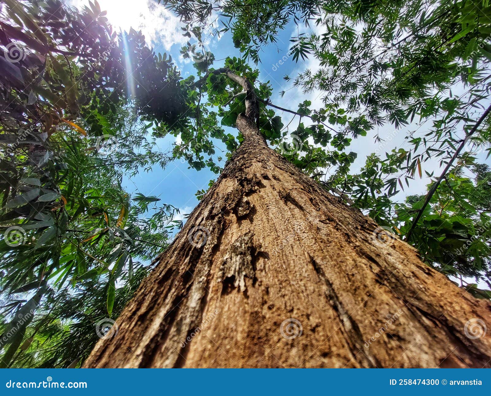 Teak is a Type of Tree that is Often Used To Meet Our Needs. Stock ...