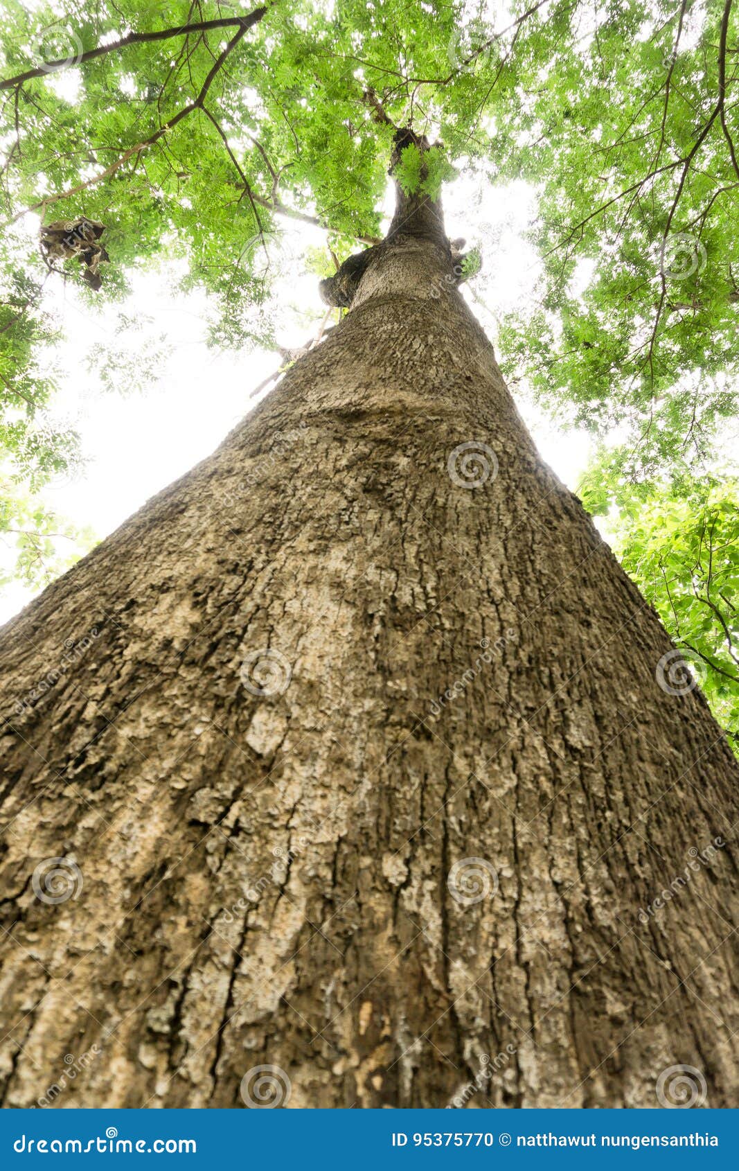 Teak wood bark stock photo. Image of forest, trunk, jungles - 95375770