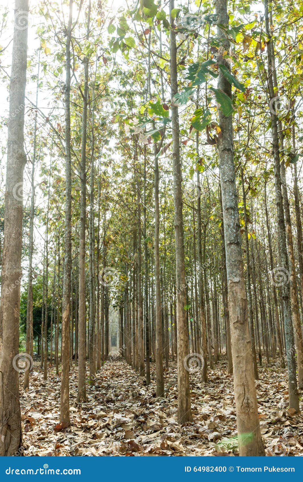 Teak wood farm stock photo. Image of plant, teak, nature - 64982400