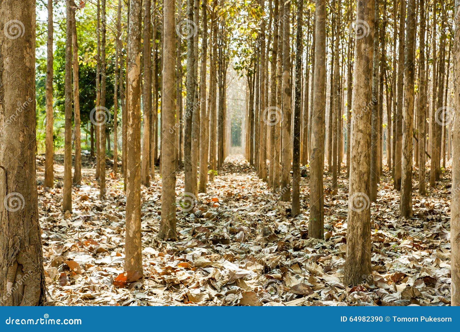 Teak wood farm stock photo. Image of reak, thailand, willow - 64982390