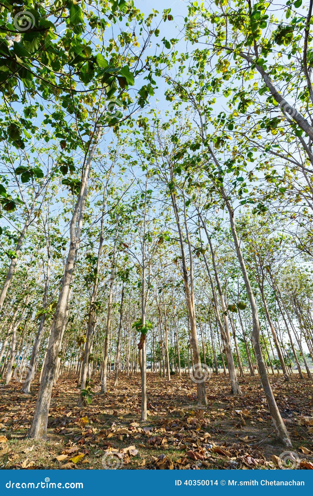 Teak wood stock photo. Image of forest, background, daylight - 40350014