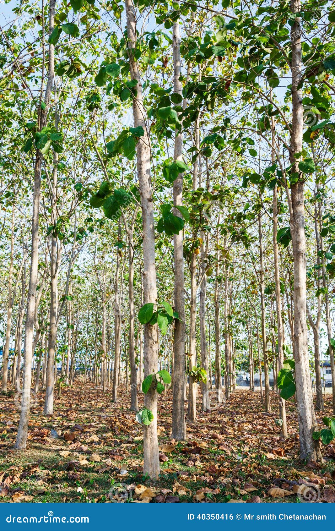 Teak wood stock photo. Image of branch, close, natural - 40350416