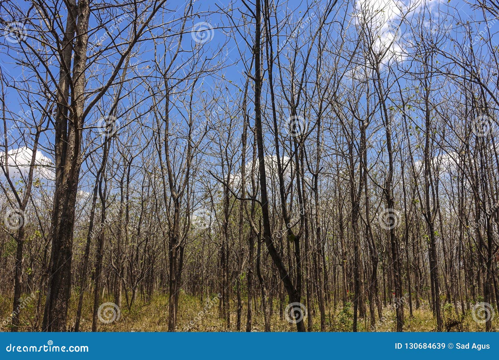 Teak wood in rain forest stock image. Image of rain - 130684639