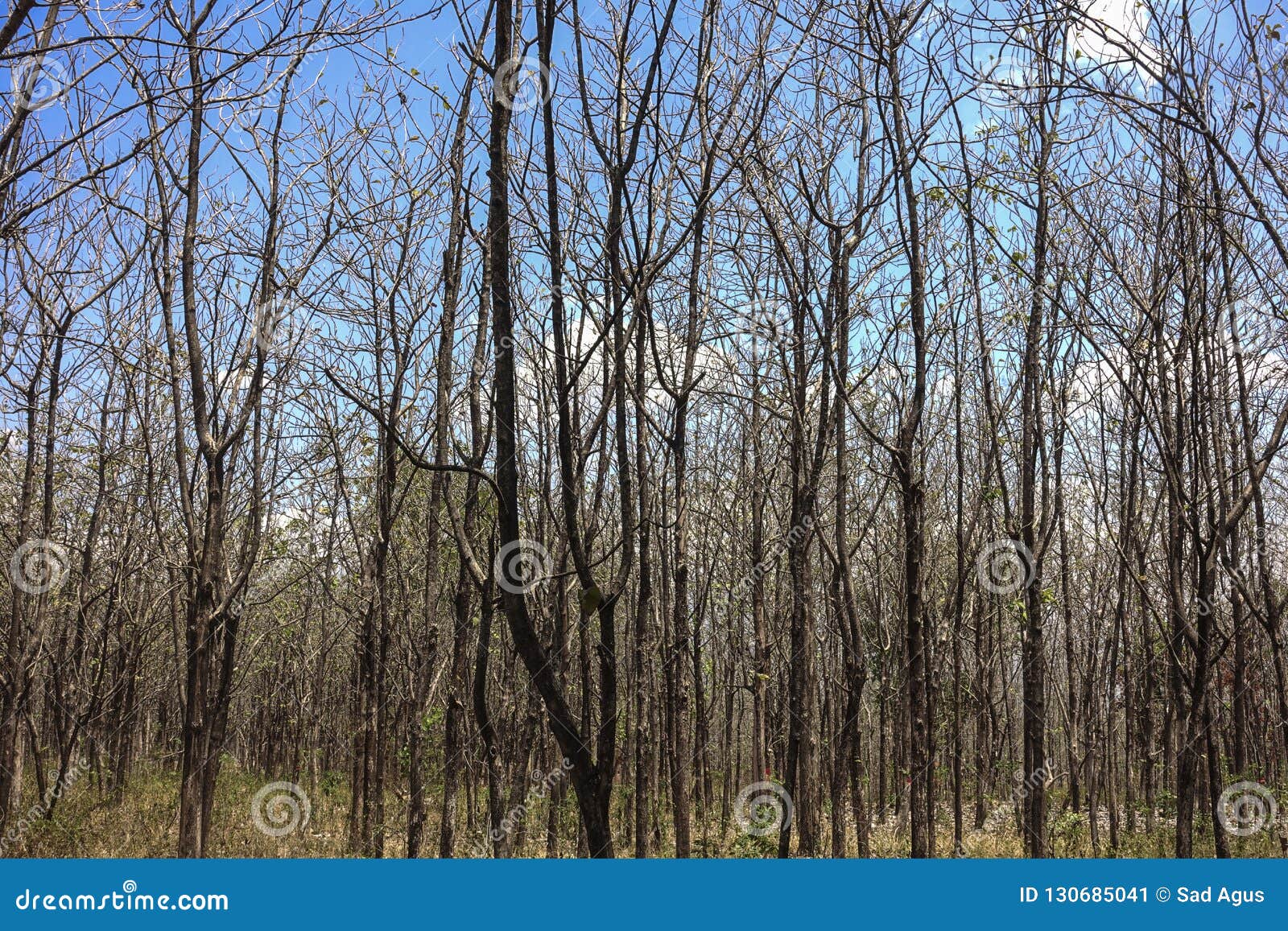 Teak wood in rain forest stock image. Image of forest - 130685041