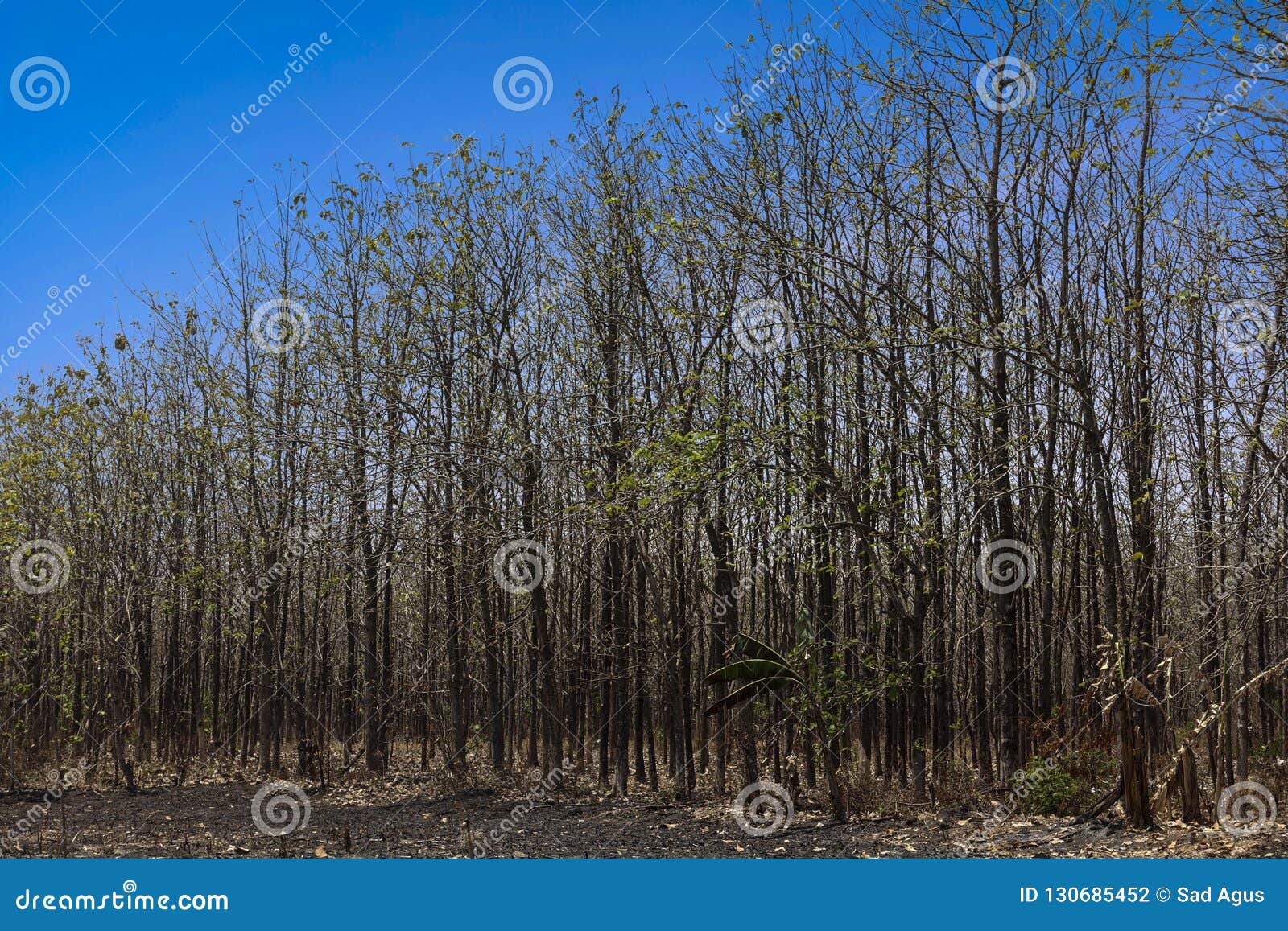 Teak wood in rain forest stock photo. Image of asia - 130685452