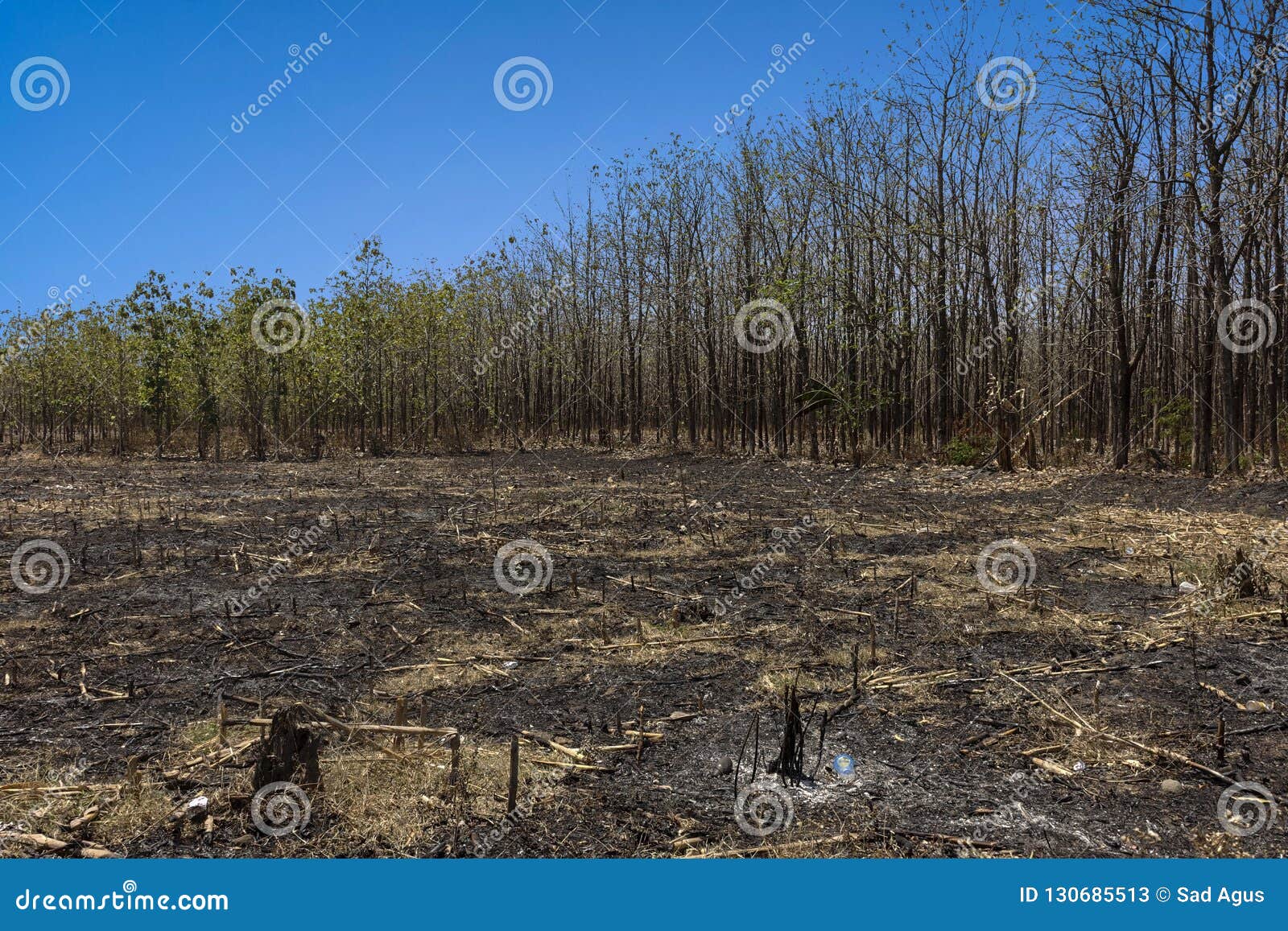 Teak wood in rain forest stock image. Image of burned - 130685513