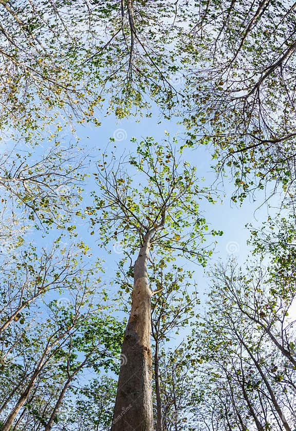 Teak wood stock image. Image of close, plant, park, foliage - 40350161