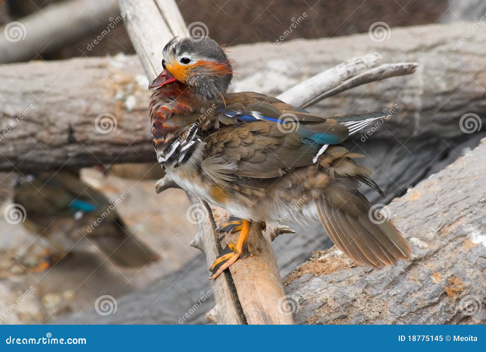 Teal (Anas sp.) stock image. Image of wing, blue, anas - 18775145