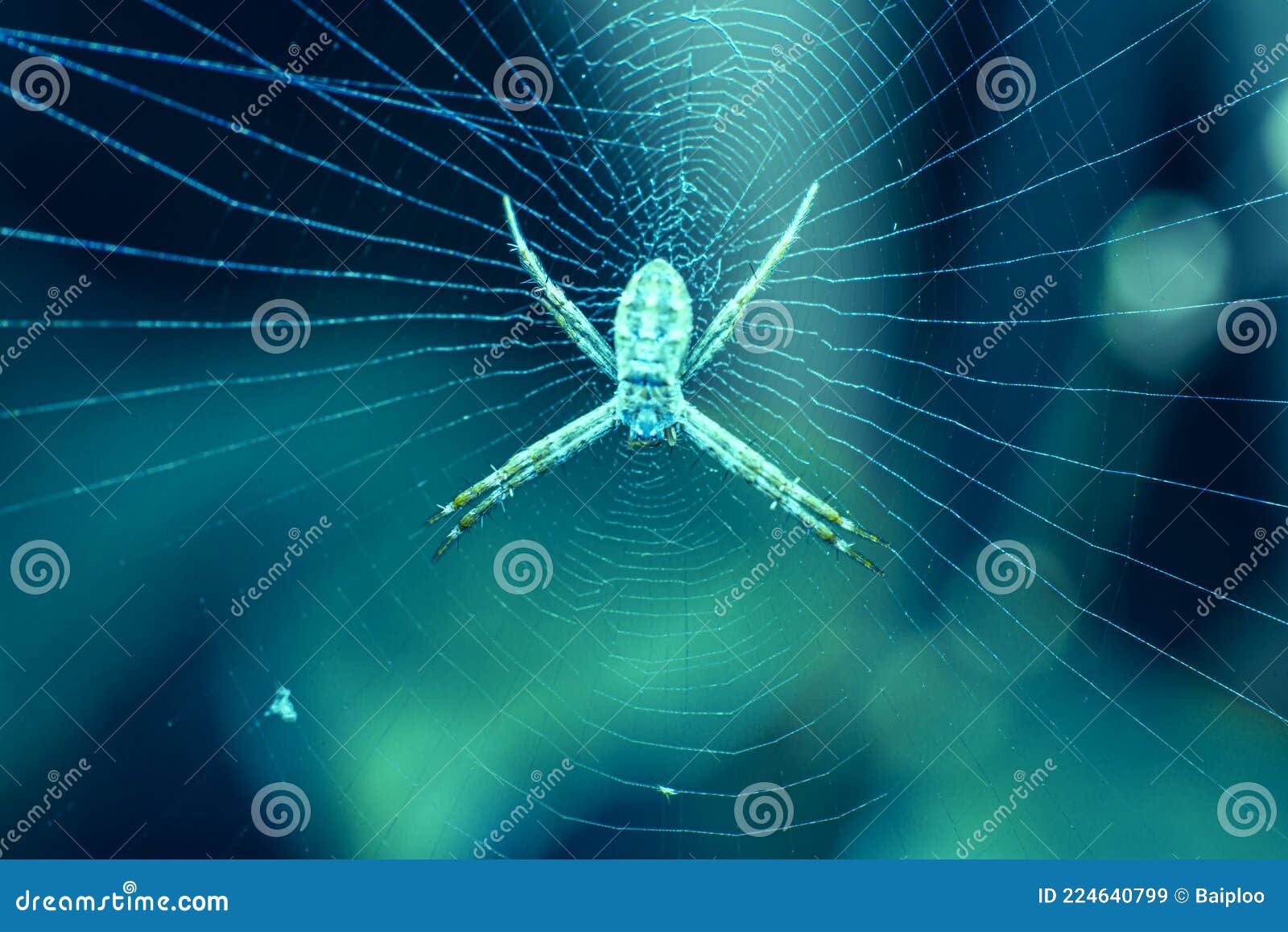 Teal Color of the Spider Net, Financial or Programming Security Concept ...