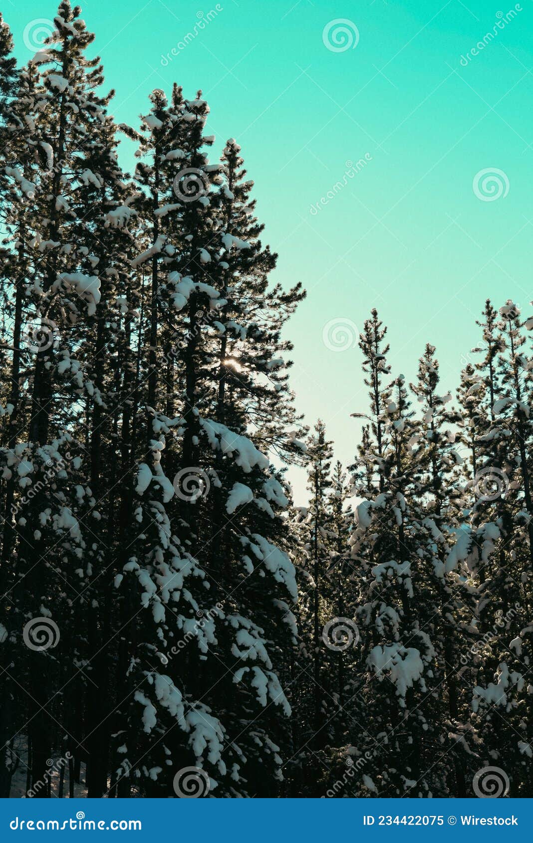 Teal Colour-graded Sky Above Forestry Stock Image - Image of zenith ...