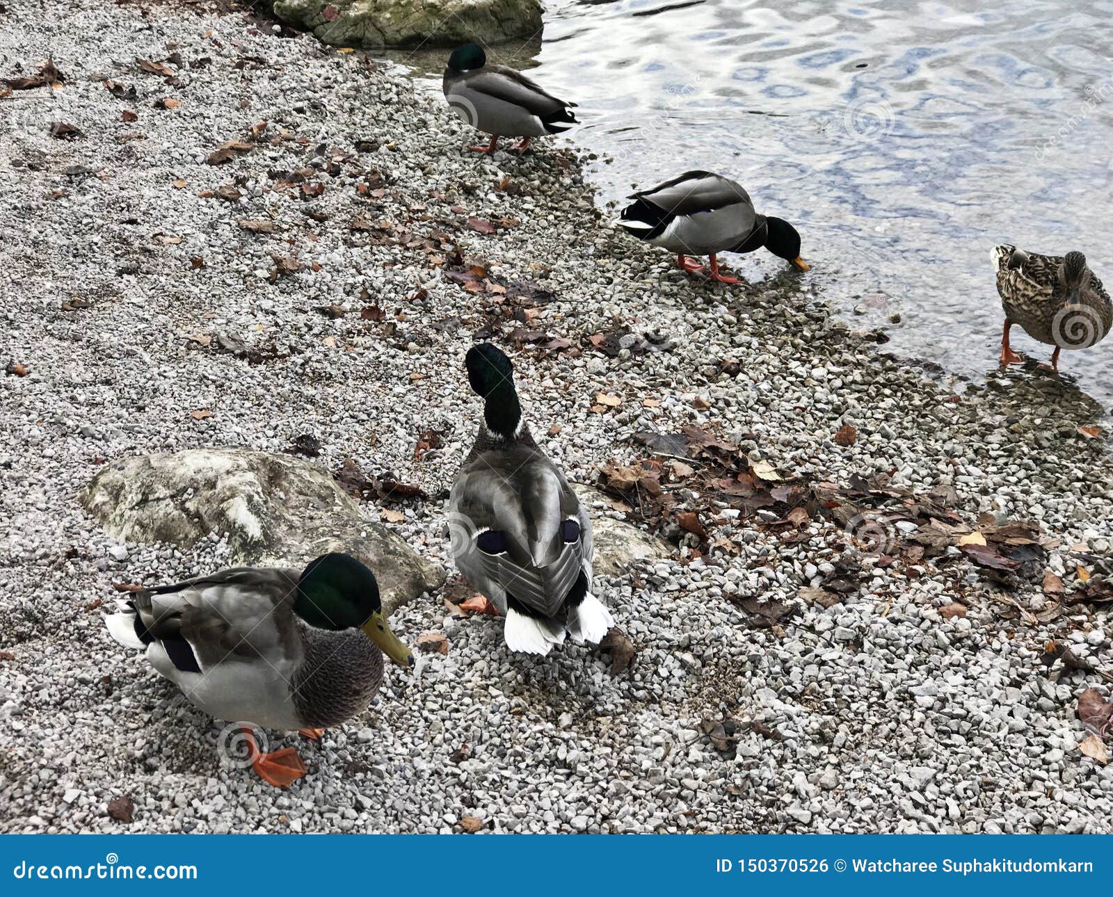 Teal Ducks at Lake Eibsee, Germany. Stock Photo - Image of outdoor ...