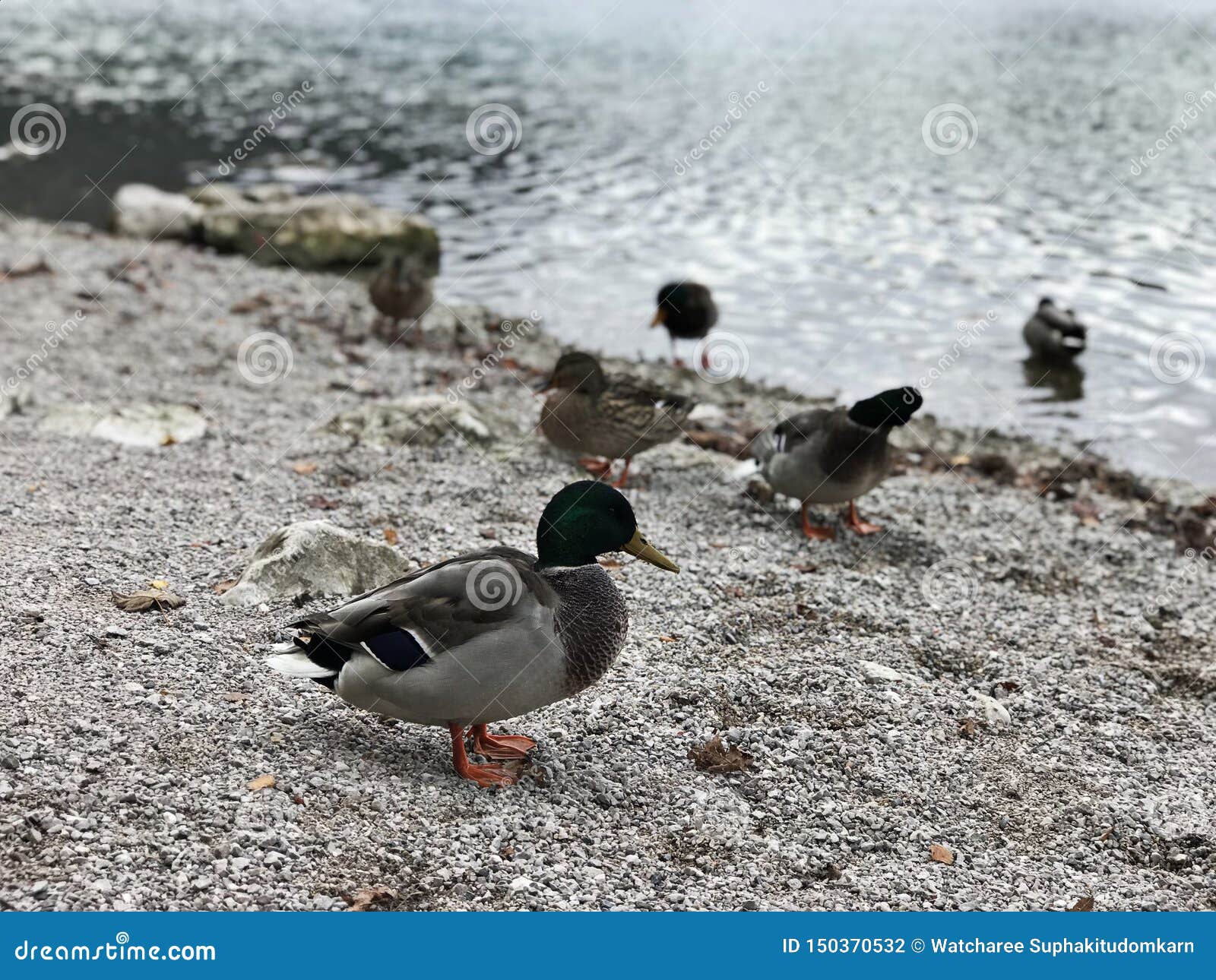 Teal Ducks at Lake Eibsee, Germany. Stock Photo - Image of loch ...
