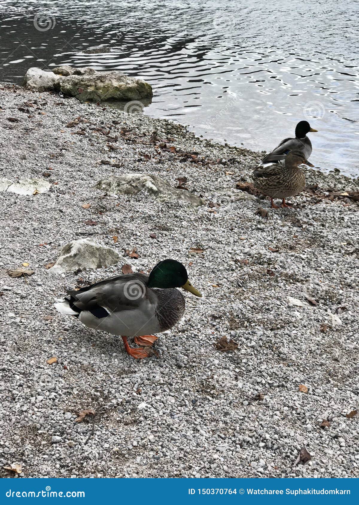 Teal Ducks at Lake Eibsee, Germany. Stock Photo - Image of landmark ...
