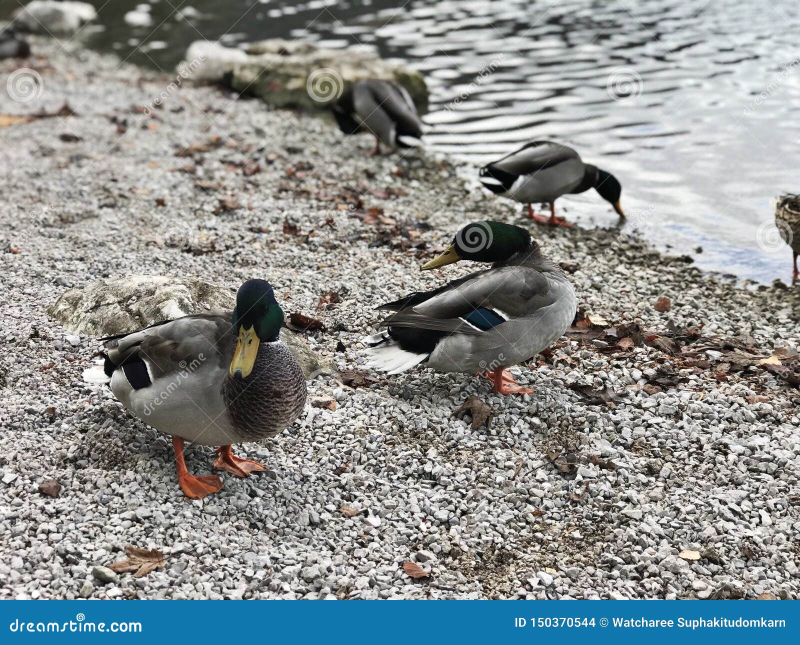 Teal Ducks at Lake Eibsee, Germany. Stock Photo - Image of loch, lake ...